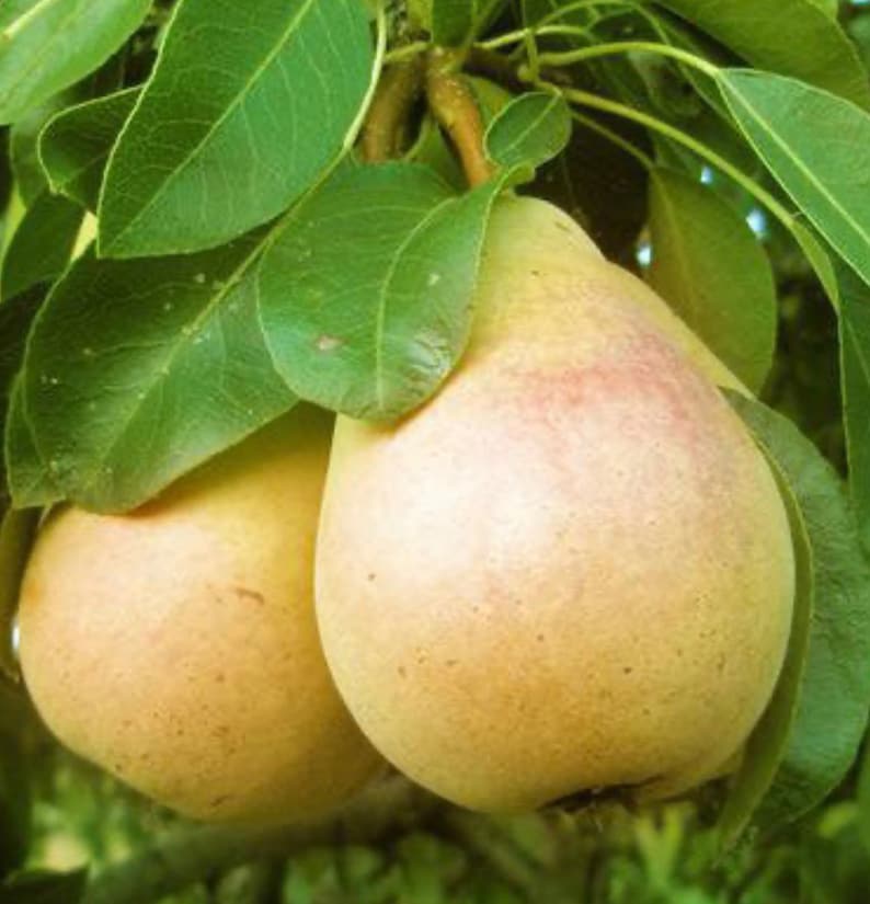 Pear ‘pineapple ’- 4 Feet Tall - Ship in 3gal Pot - Etsy