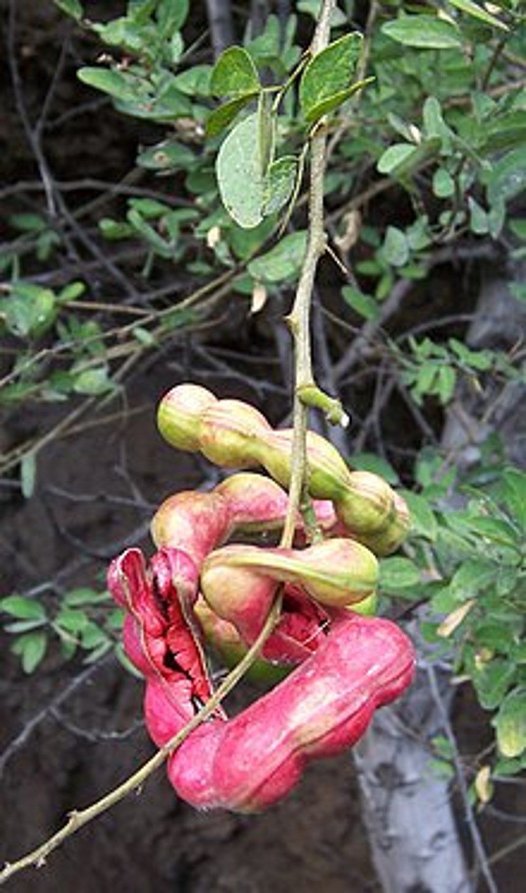 Guamuchil Pithecellobium Dulce - 1 Plant - 1 Feet Tall - Ship in 6" Pot ...