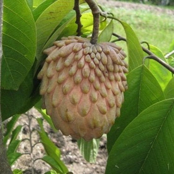 Lisa Atemoya Tree - Etsy