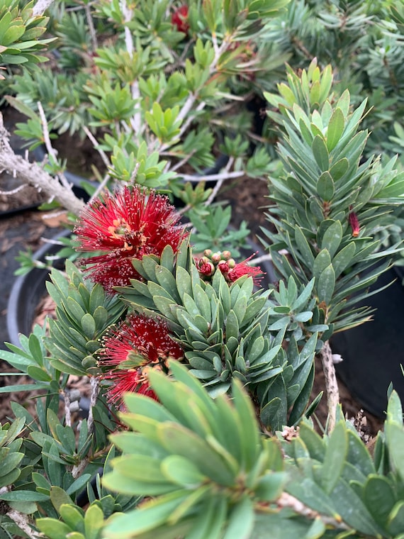 Callistemon Little John