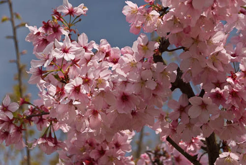 Pink Cloud Flowering Cherry - 2 to 3 Feet Tall - Grafted Tree - - Ship ...
