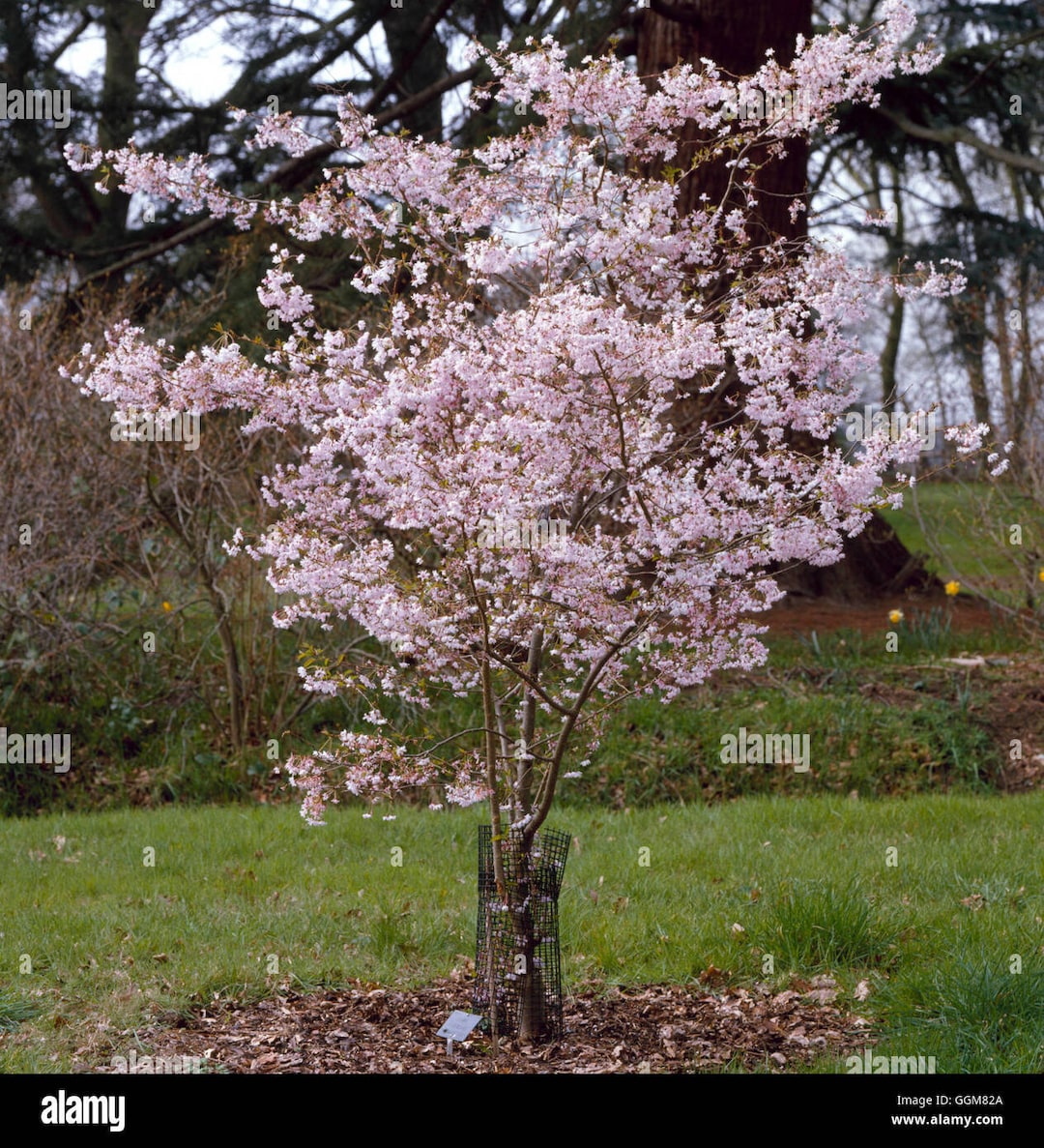 Prunus Subhirtella 'autumnalis Rosea'- 2 to 3 Feet Tall - Ship in 3gal ...