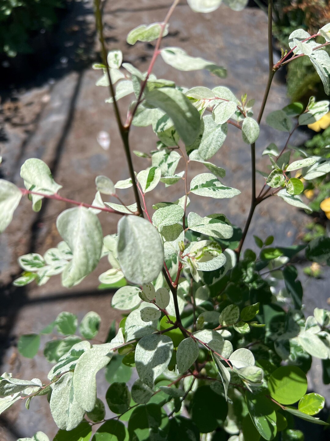 Snow Bush White- 1 Feet Tall 1 Gallon Pot - Etsy