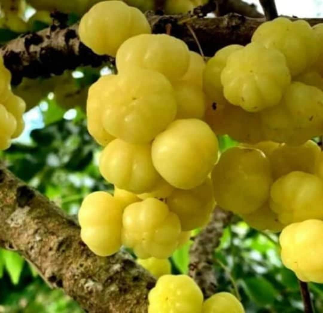 Tropical Gooseberry - Chùm Ruột - Amla Berry (indian Gooseberry) - 2 to ...