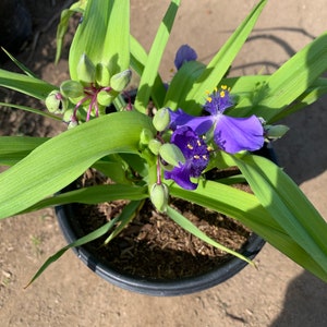 Tradescantia Sweet Kate 1 Live Plant Ship in 6" Pot - Etsy