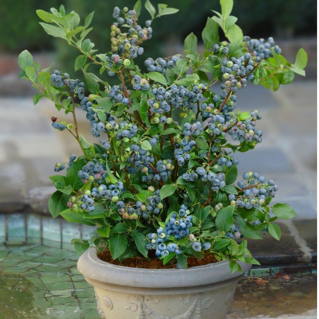 Blueberry Sunshine - 1 Feet Tall - Ship in 6" Pot - Etsy