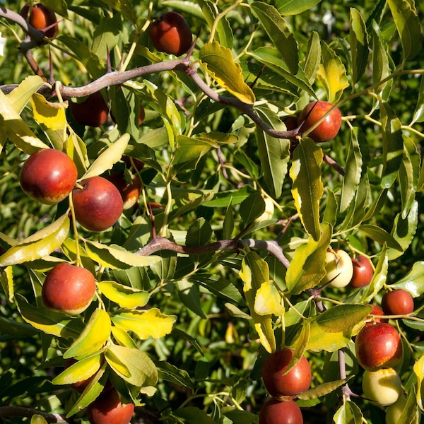 Tiger Tooth Jujube Tree - Etsy