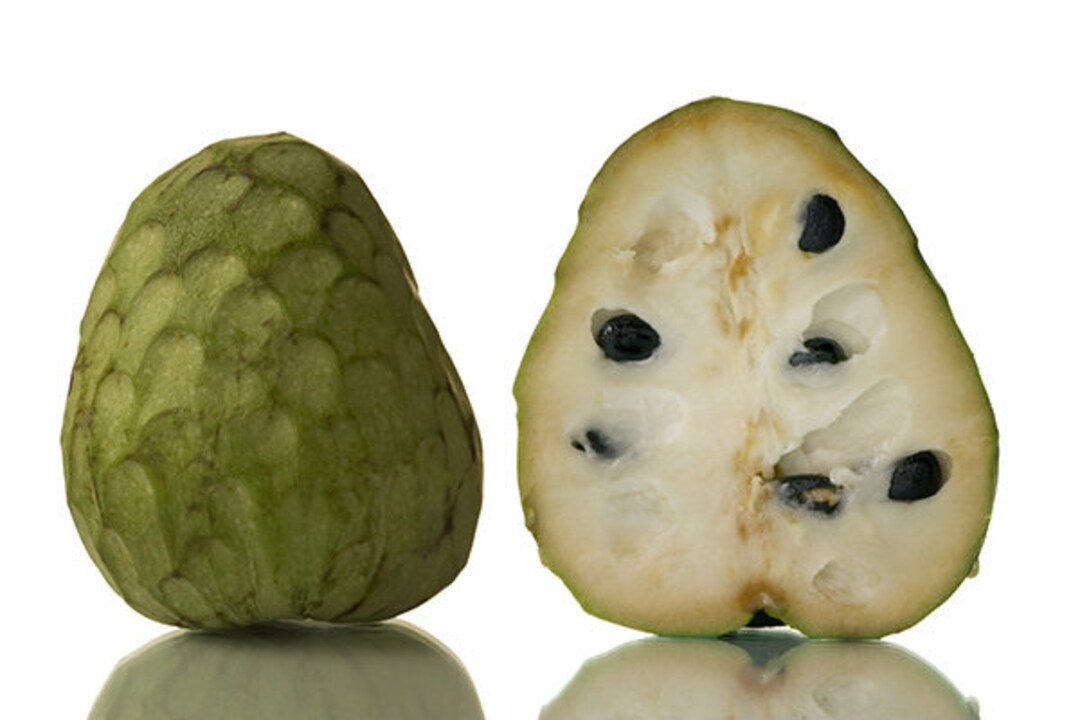 Pierce Cherimoya - 1 Plant - 2 Feet Tall - - Ship in 3gal Pot - Etsy