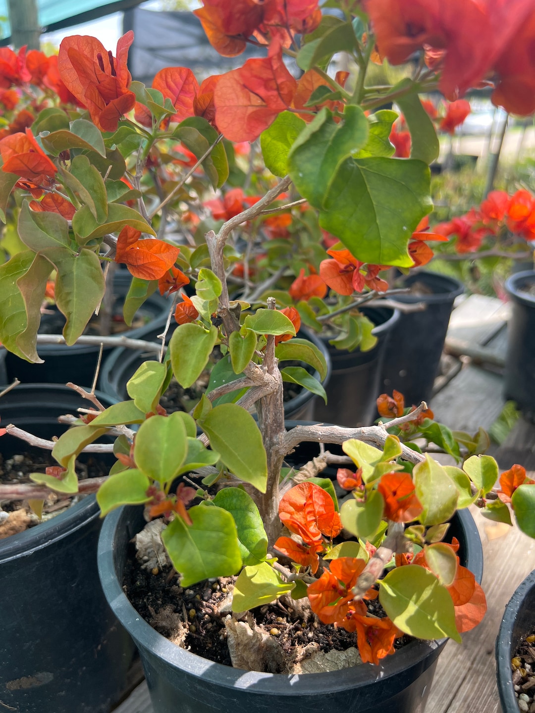 Fire Opal Bougainvillea- Big Trunk Good for Bonsai- 1ft Tall Ship in 1 ...