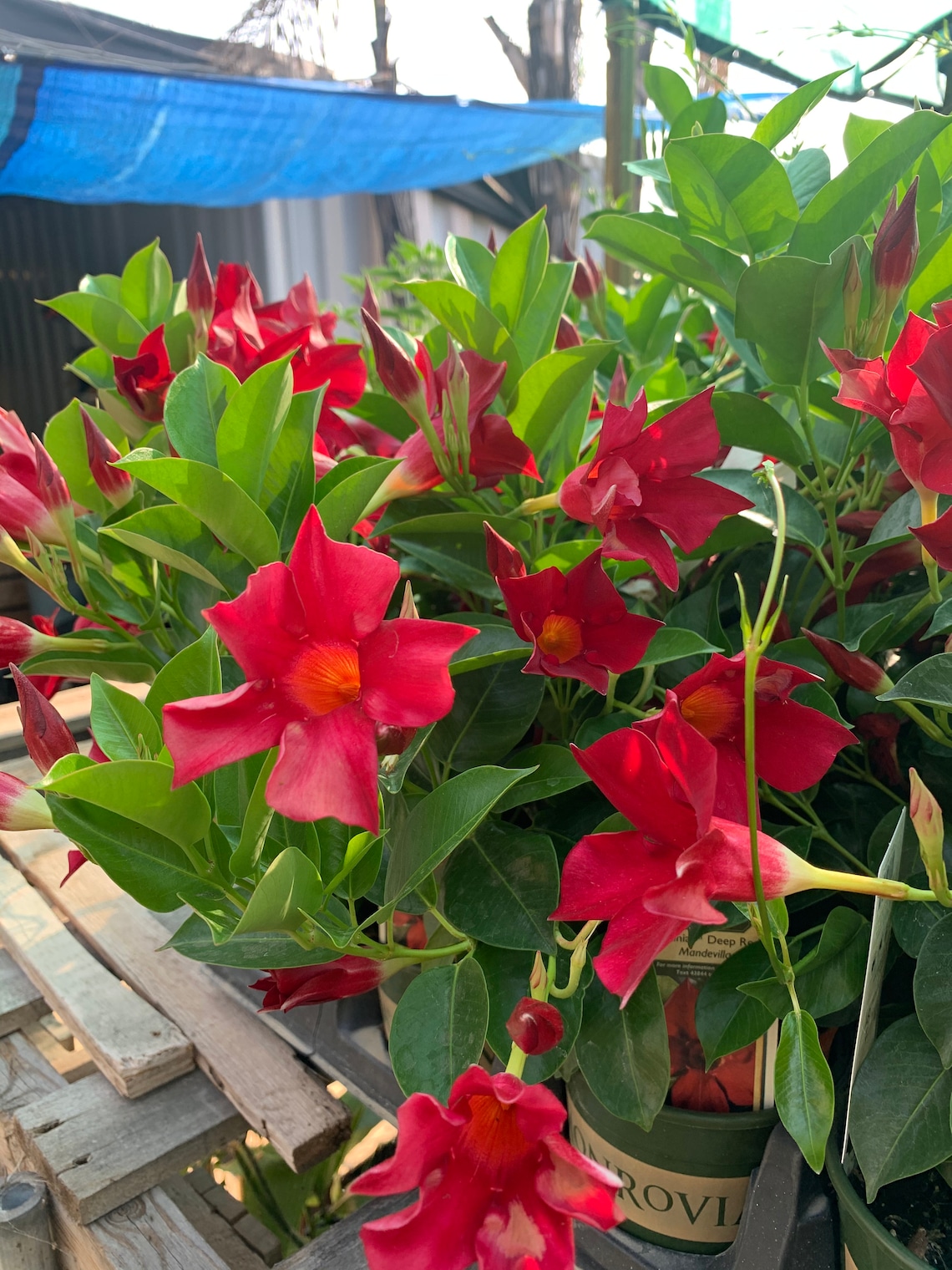 Red Mandevilla 1 Live Plant 4” Pot - Etsy
