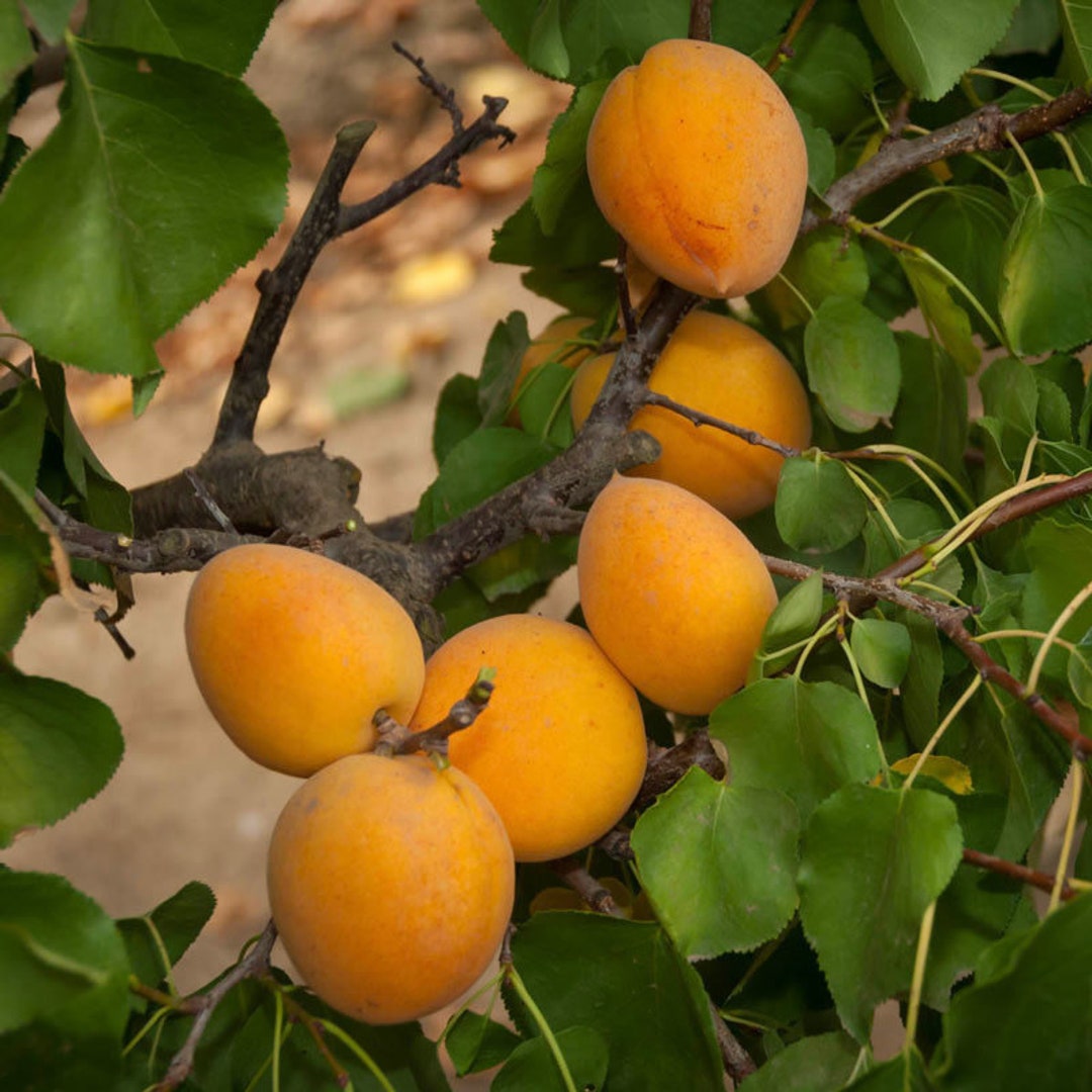 Apricot 'golden Amber' Tree - 2 to 3 Feet Tall - - Ship in 3gal Pot - Etsy