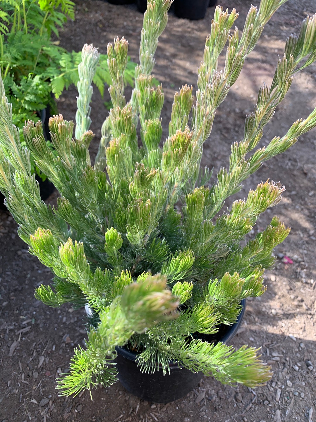 Woolly Bush (adenanthos Sericeus) Ship in 6" Pot - Etsy