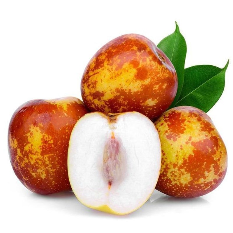 Giant Jujube Trees - Etsy