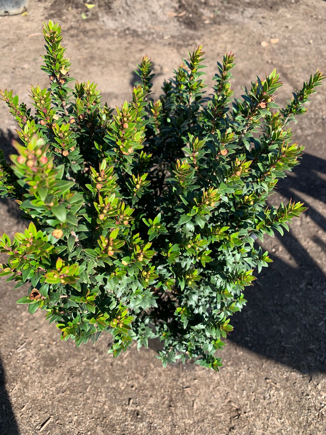 Myrtus Communis Compacta 1 Live Ship in 6" Pot - Etsy