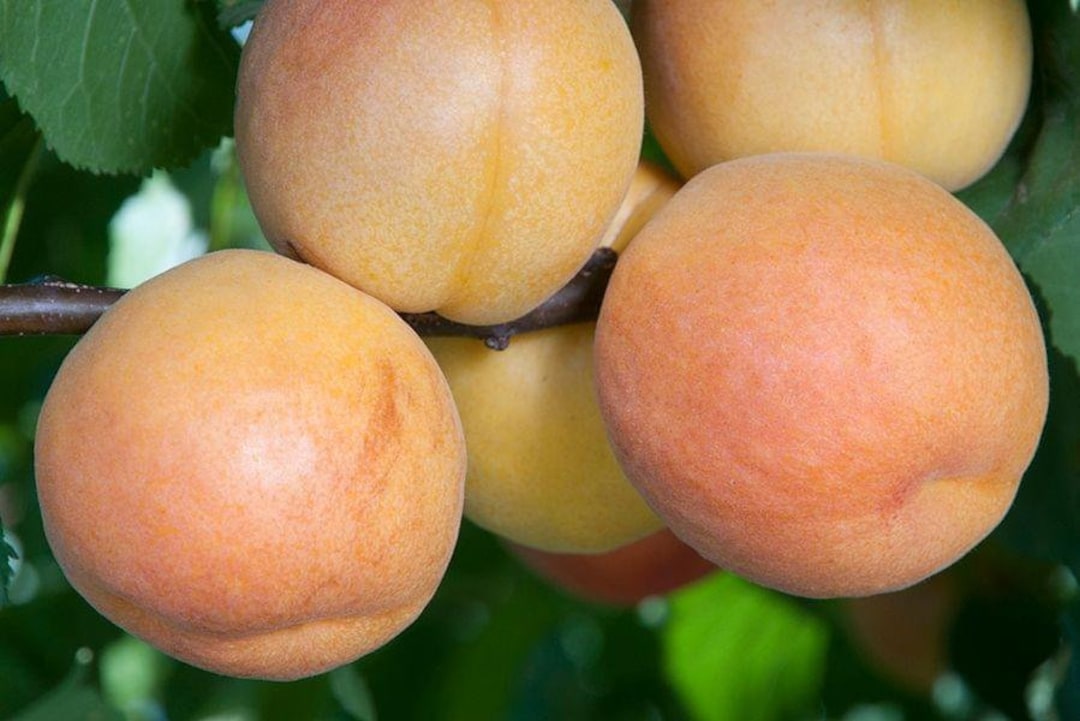 Gold Kist Apricot - 3 to 4 Feet- Ship in 3gal Pot - Etsy