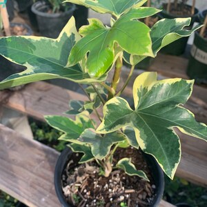 Fatshedera ‘angyo Star’ Tree Ivy Live Plant Ship in 6" Pot - Etsy