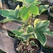 Fatshedera ‘angyo Star’ Tree Ivy Live Plant Ship in 6" Pot - Etsy