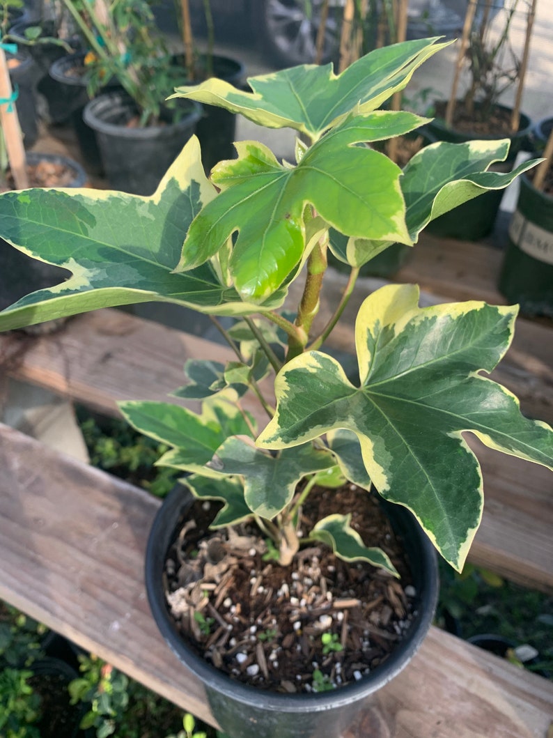 Fatshedera ‘angyo Star’ Tree Ivy Live Plant Ship in 6" Pot - Etsy