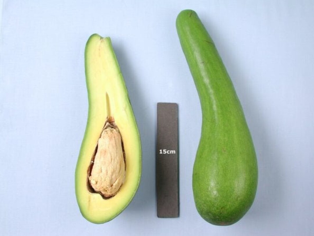 Grafted Rusell Long Neck Avocado Tree - 2 to 3ft Tall Ship in 3gal Pot ...