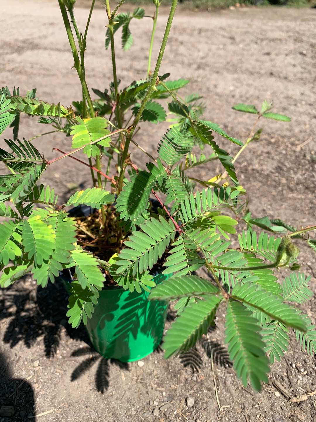 Sensitive Plant - Live Plants in 4” Pot - Etsy
