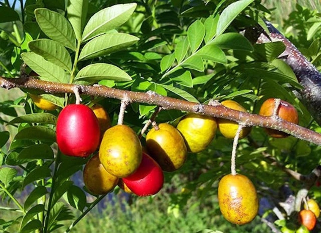 Hog Plum - 1 Plant - 2 to 3 Feet Tall - Ship in 3gal Pot - Etsy