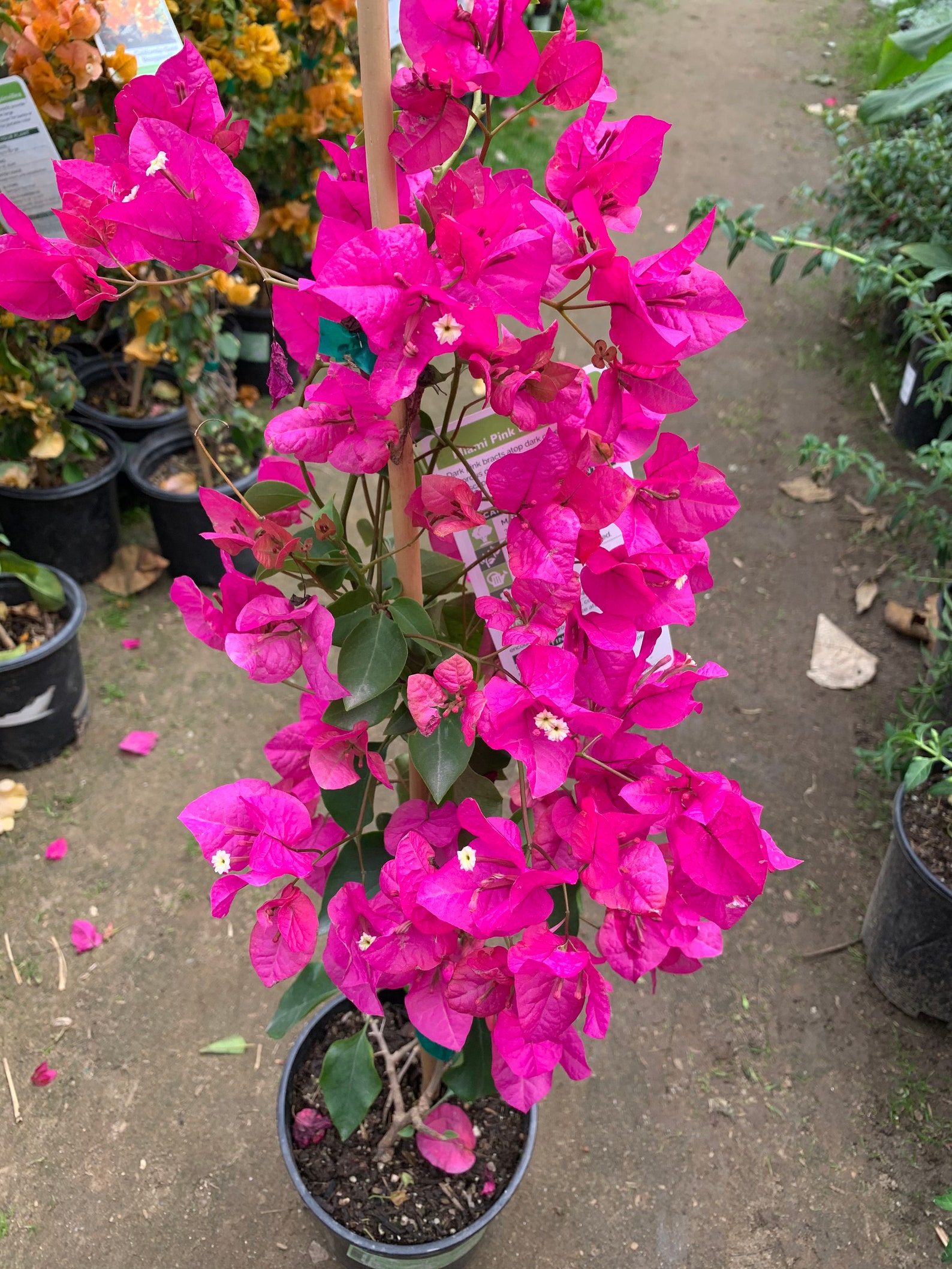 Bougainvillea Miami Pink 1 Live Plant 1-2 Feet Tall 1 Gallon Pot - Etsy