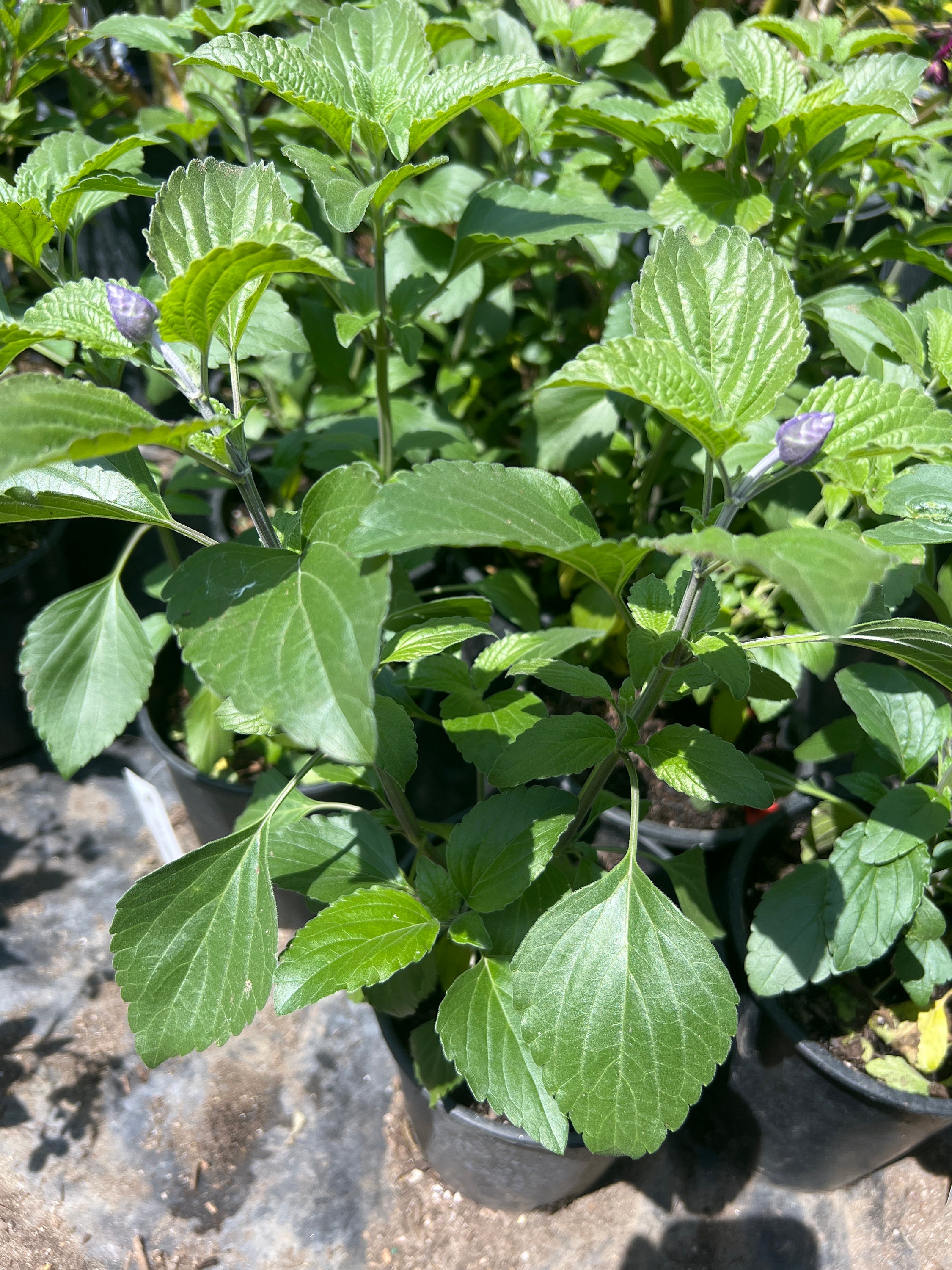 Salvia Mystic Spires-live Plant 1ft Tall, Ship in 6” Pot - Etsy