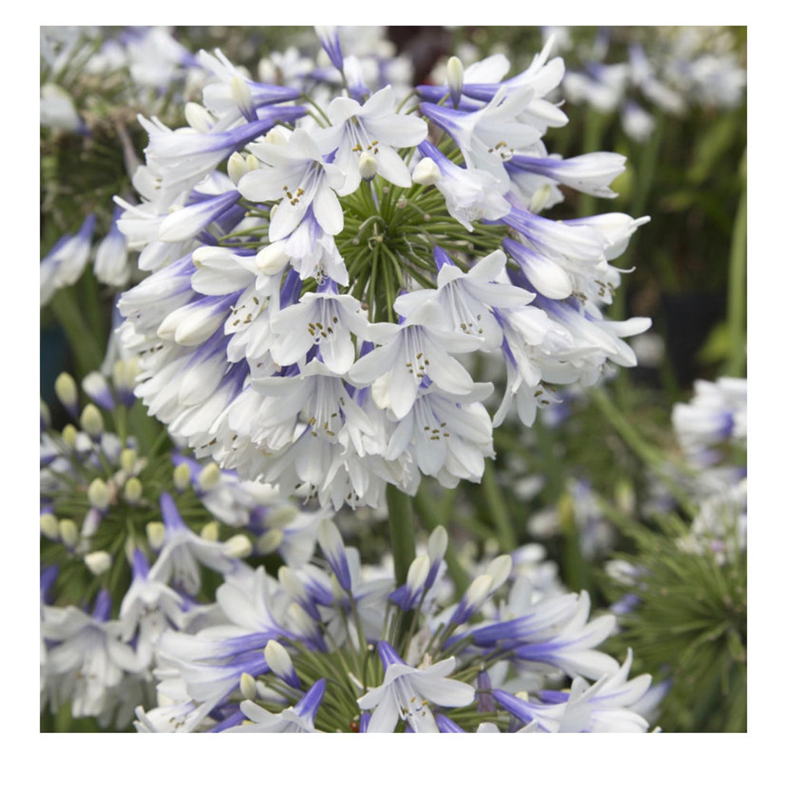 Agapanthus Indigo Frost 1 Live Plant Ship in 6 Pot - Etsy