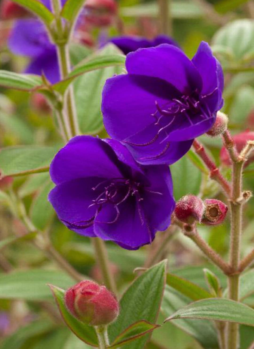 Princess Flower- Live Plant 1 Ft Tall in 4” Pot - Etsy