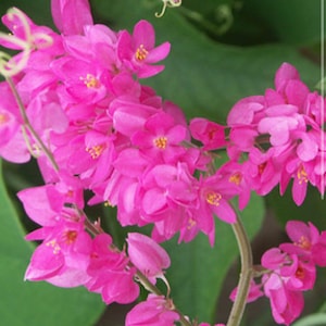 Coral Vine Antigonon Leptopus- Live Plant 6” Pot- 2-3ft Tall - Etsy