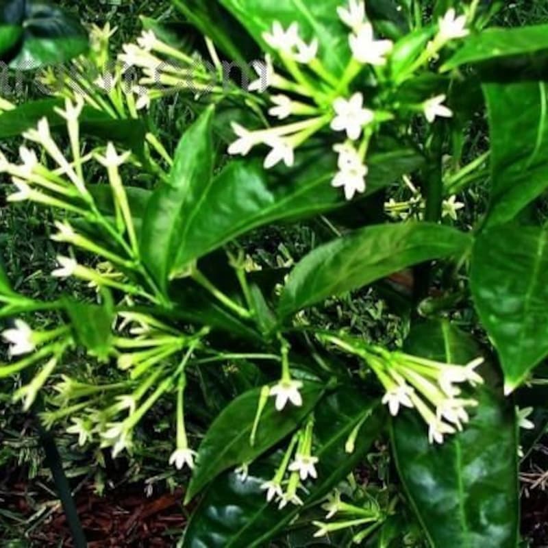Night Jasmine Plant - Etsy
