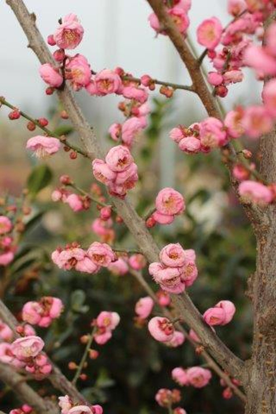 Prunus Mume 'peggy Clarke'- 2 to 3 Feet Tall - Grafted Tree - - Ship in ...