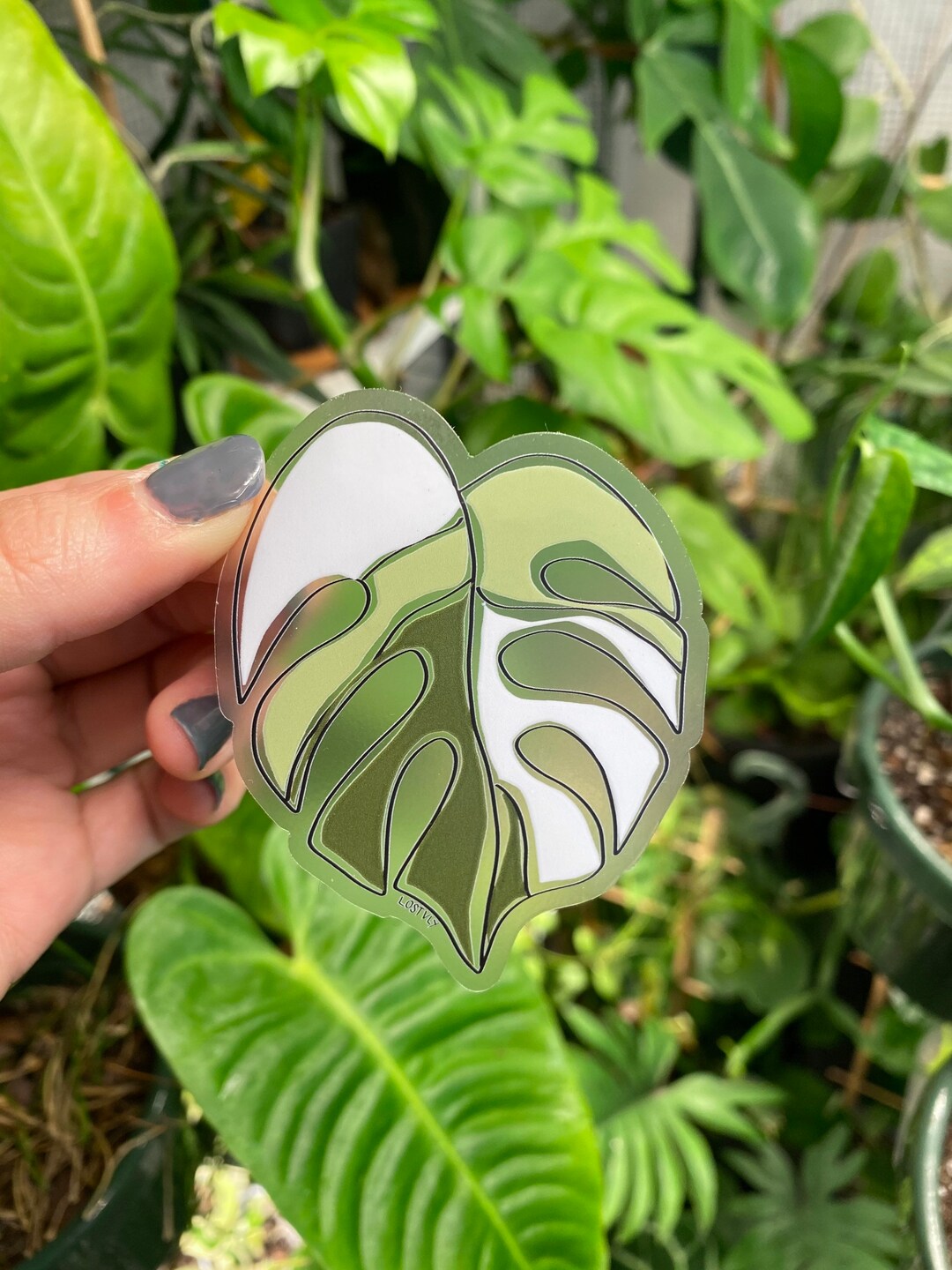 Sticker | Variegated Monstera Leaf - Etsy
