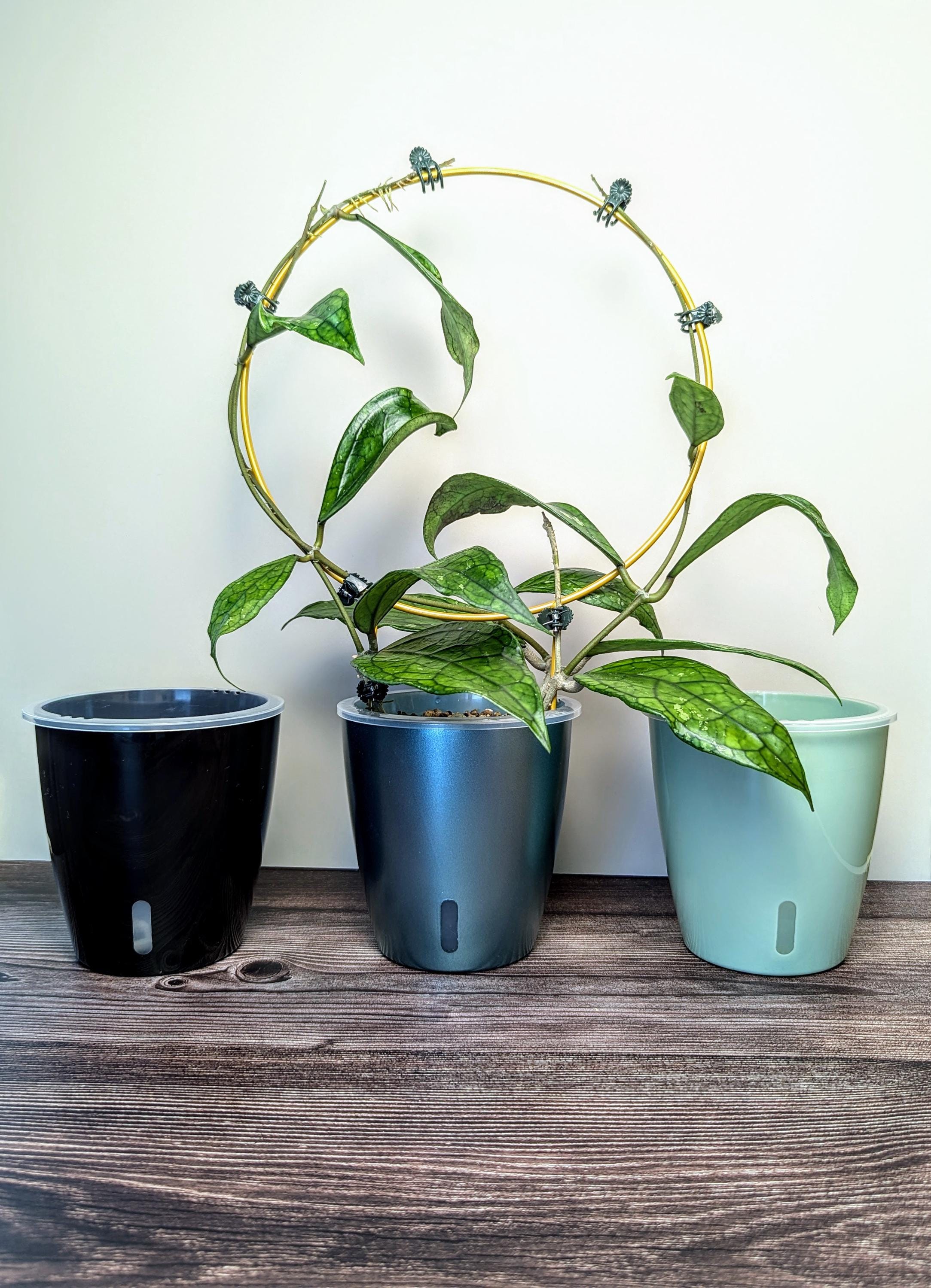 The Perfect Pot for Semi-hydroponics Self Watering Pot With Clear Inner ...