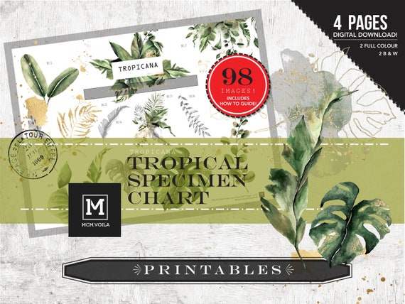 TROPICANA Tropical Specimen Chart PRINTABLES Digital - Etsy