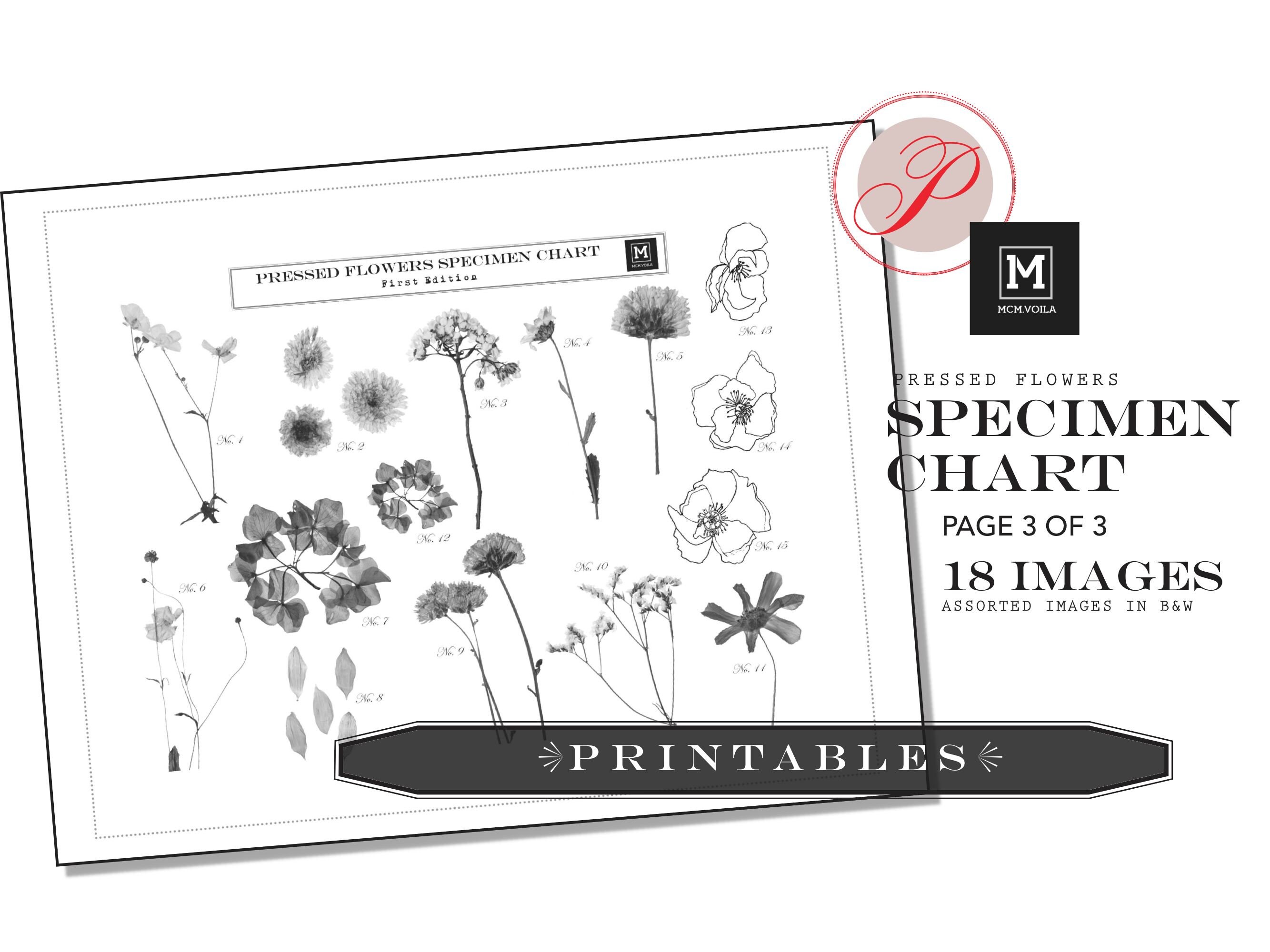 Presssed Flower Specimen Chart PRINTABLES, Digital Downloads, Faux ...