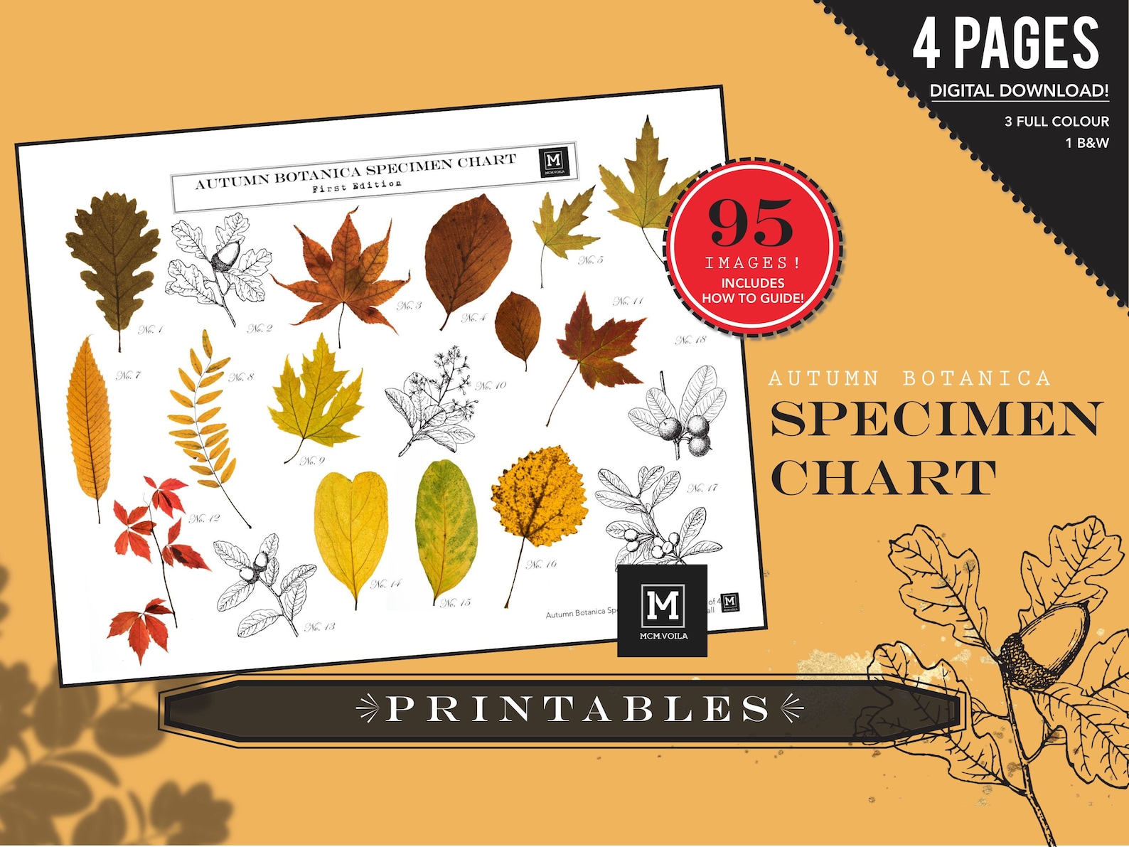 PRINTABLES Digital Downloads Autumn Leaves Specimen Chart | Etsy
