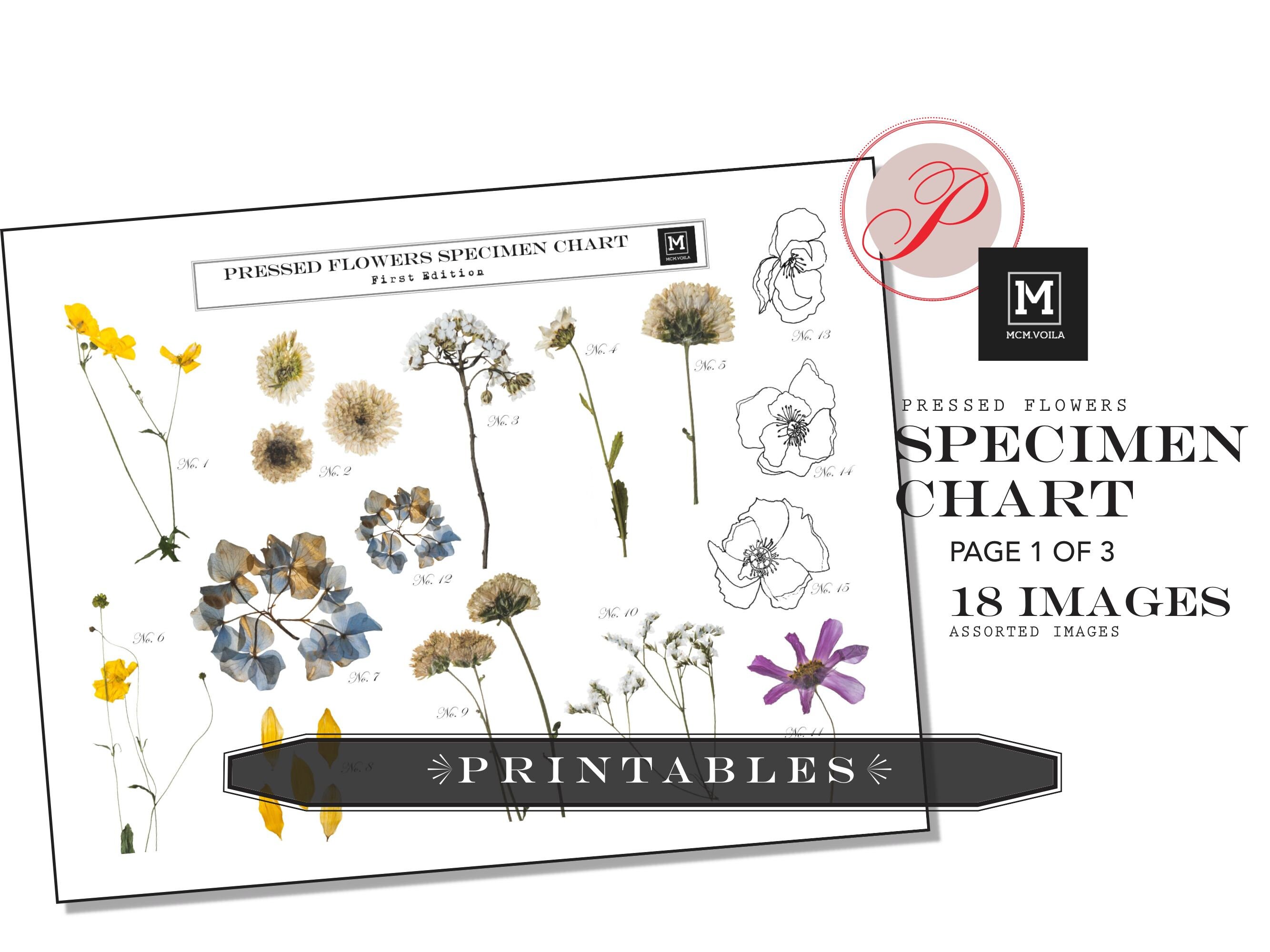 Presssed Flower Specimen Chart PRINTABLES, Digital Downloads, Faux ...