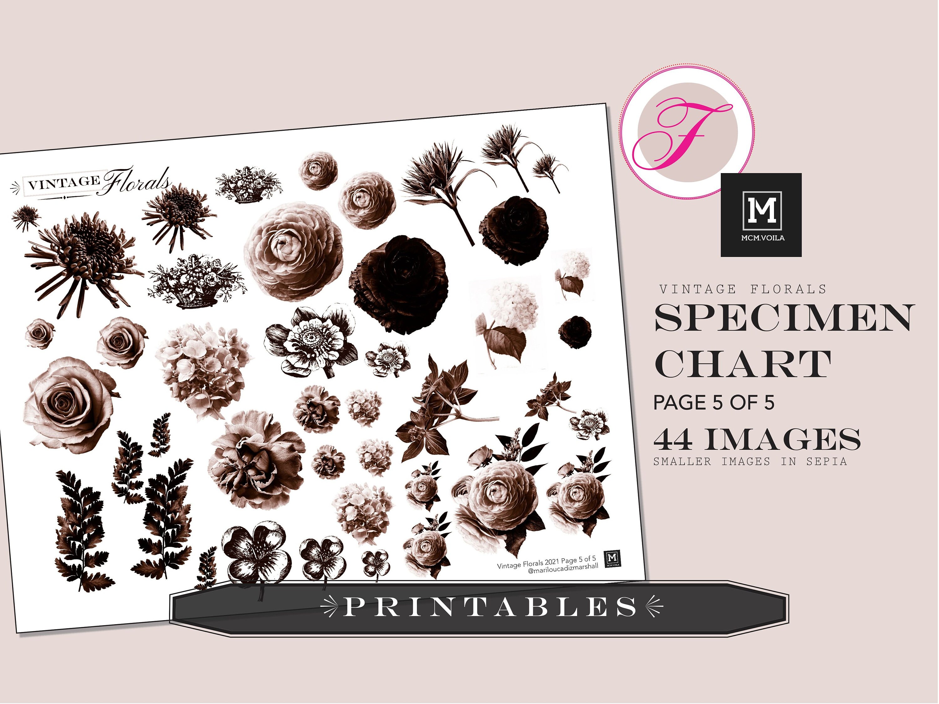 PRINTABLES, Digital Downloads, Spring Blossoms, Specimen Chart, DIY ...