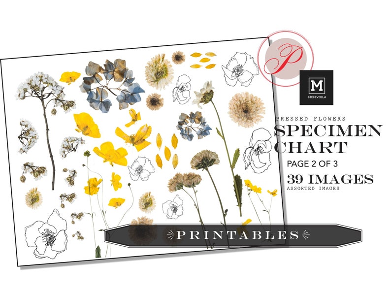 Presssed Flower Specimen Chart PRINTABLES, Digital Downloads, Faux ...