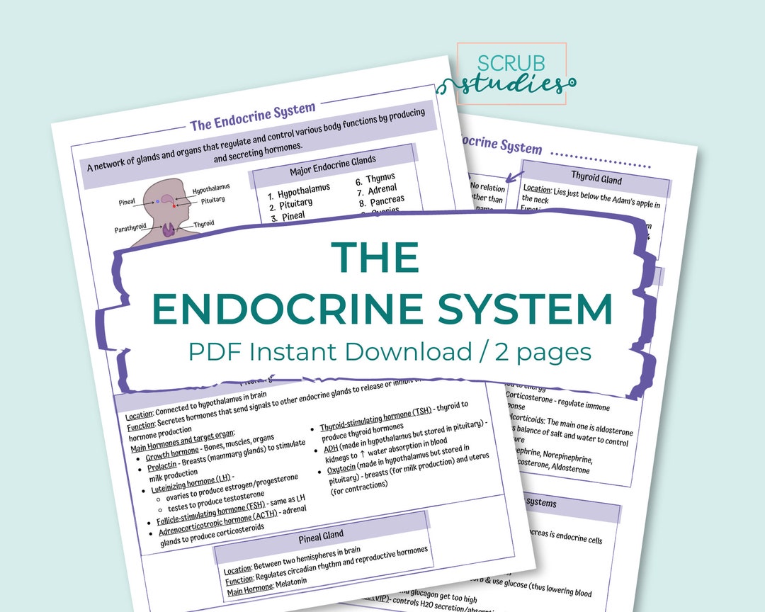 Endocrine System Study Guide | Nursing Study Notes | Digital Download ...