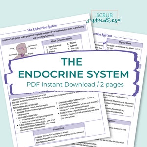 Endocrine System Study Guide | Nursing Study Notes | Digital Download ...