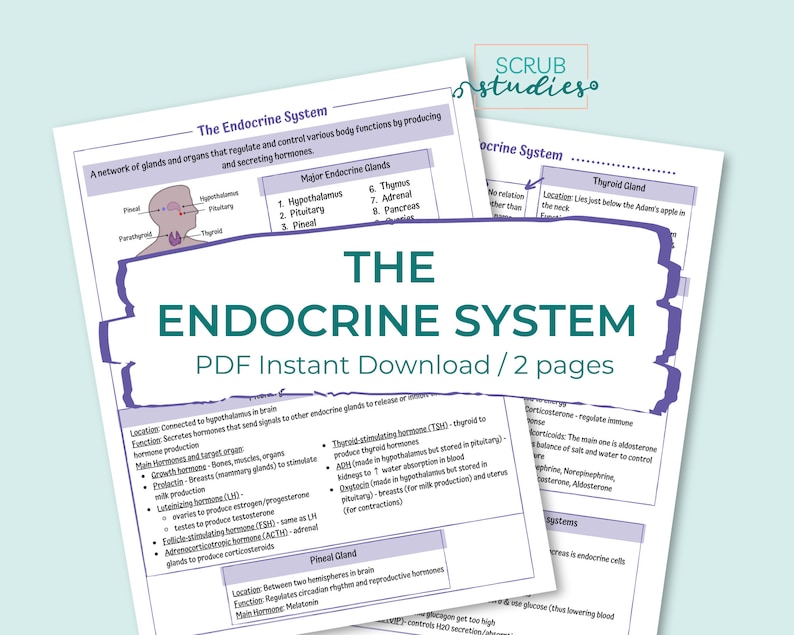 Endocrine System Study Guide | Nursing Study Notes | Digital Download ...