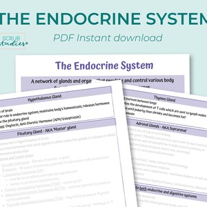 Endocrine System Study Guide Nursing Study Notes Digital - Etsy