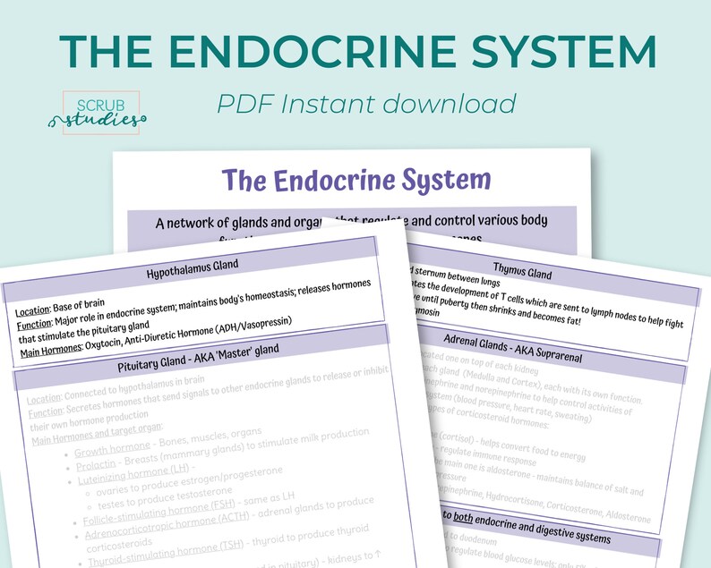Endocrine System Study Guide Nursing Study Notes Digital - Etsy
