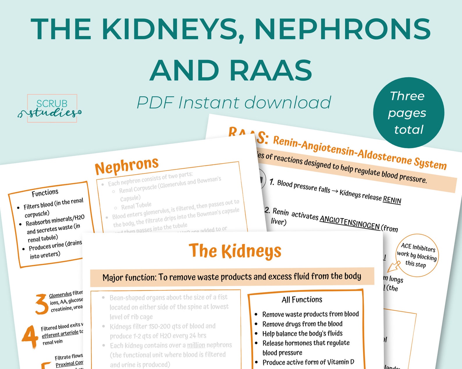 The Kidneys Nephrons RAAS Nursing Student Study Guide | Etsy