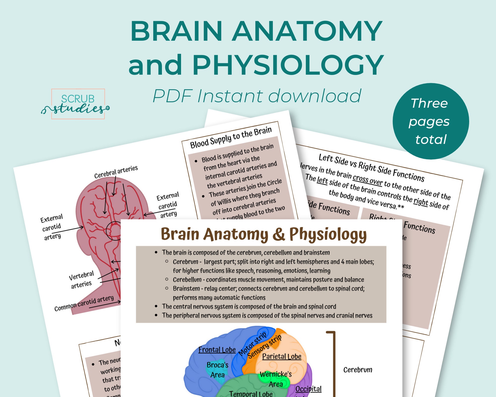 Brain Anatomy and Physiology Nursing Student Study Guide | Etsy
