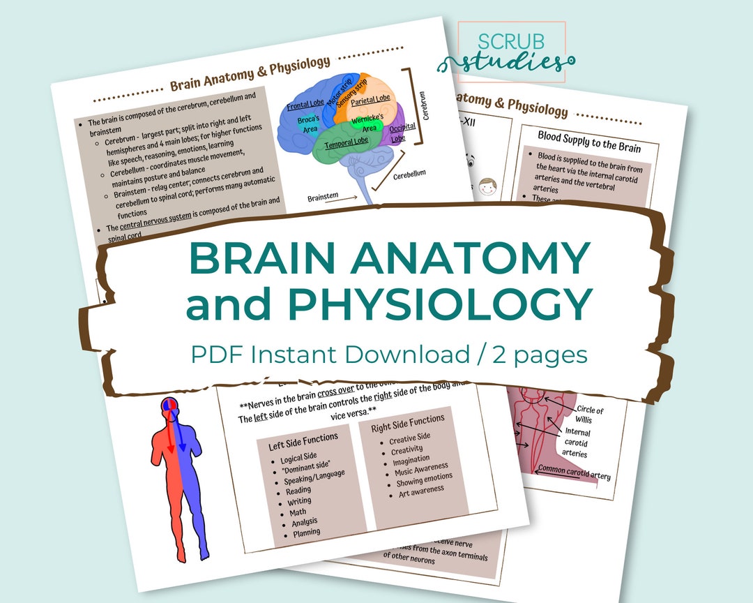 Brain Anatomy and Physiology | Nursing Student Study Guide | Digital ...