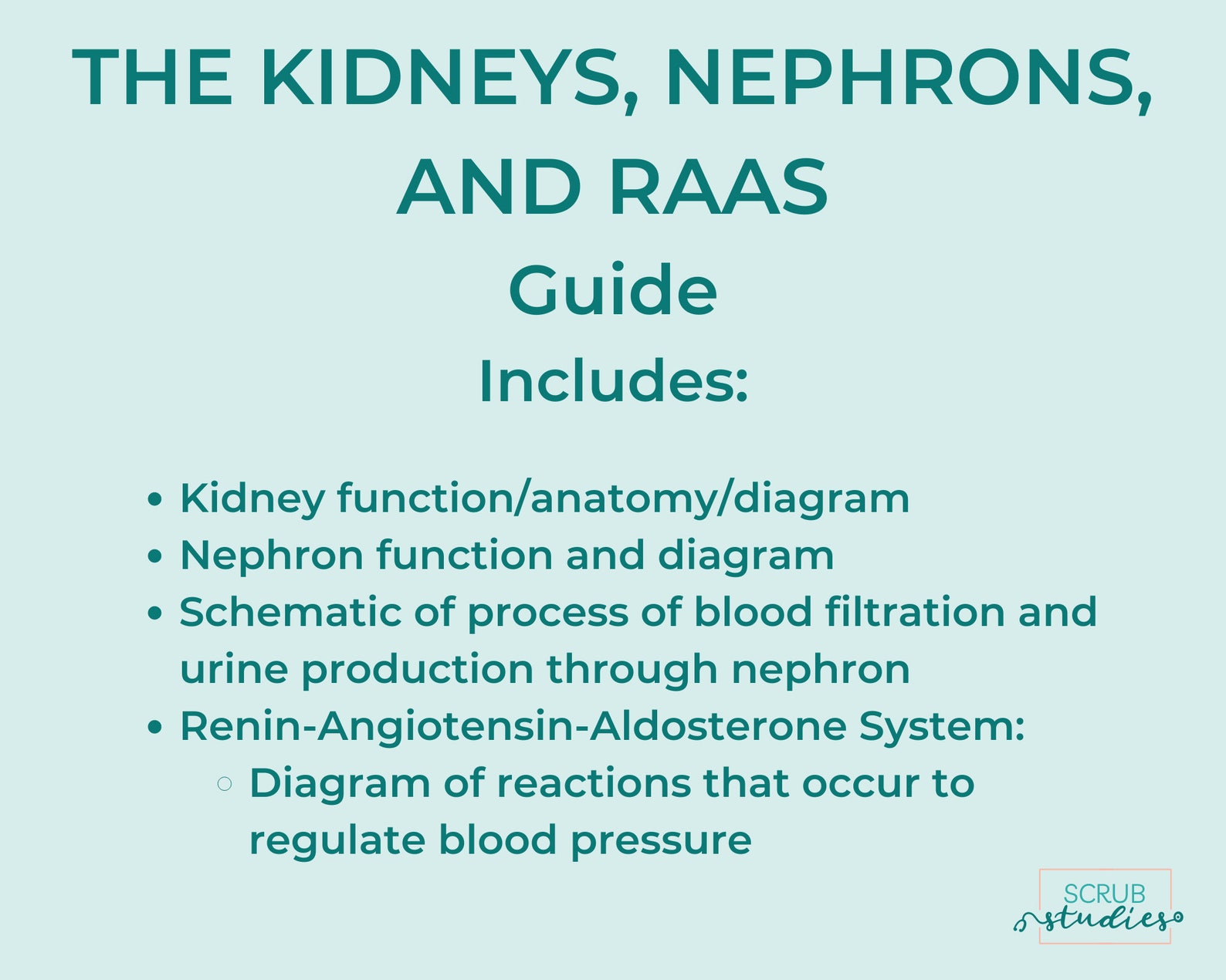 The Kidneys Nephrons RAAS Nursing Student Study Guide - Etsy