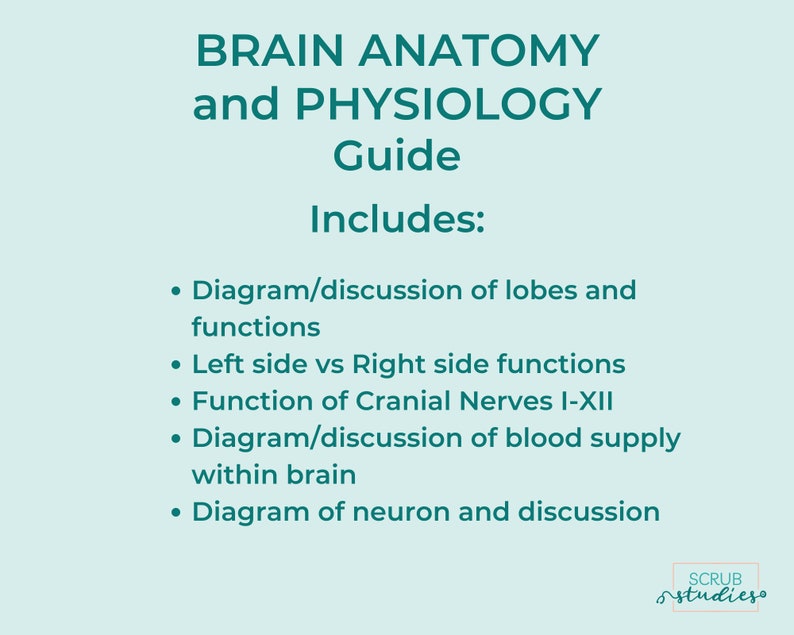 Brain Anatomy and Physiology Nursing Student Study Guide - Etsy